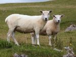Milking Katahdin Sheep - Pioneerthinking.com