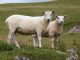 Milking Katahdin Sheep - Pioneerthinking.com