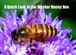 A Quick Look at The Worker Honey Bee - Pioneerthinking.com