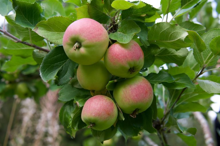 Johnny Appleseed - The Man Behind America's Favorite Fruit ...