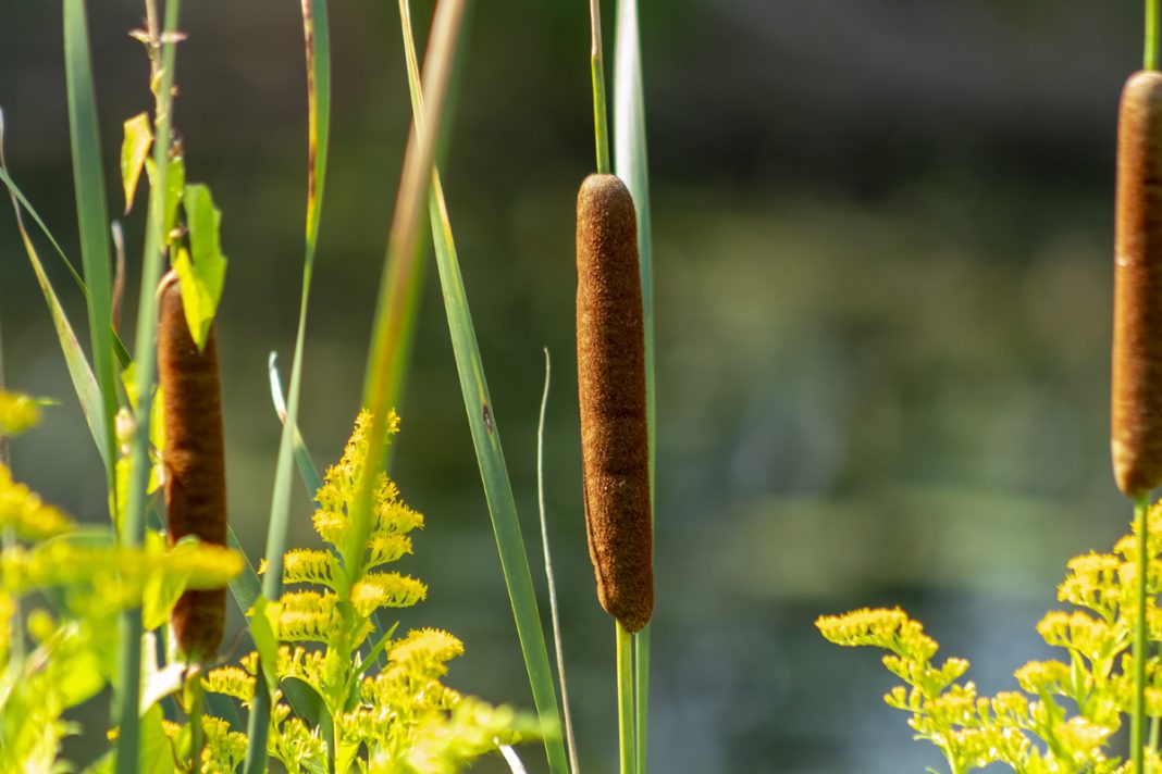 Cattail Plants-The Supermarket of The Swamp - Pioneerthinking.com