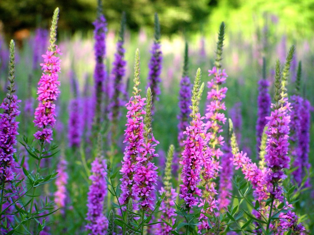 What You Can Do to Control Purple Loosestrife - Pioneerthinking.com