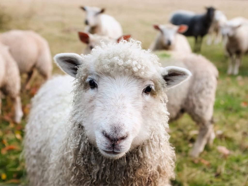 Facts About Sheep Behavior to Help You Raise Sheep Easily ...
