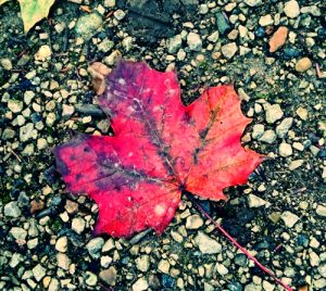 Ten Ways to Celebrate Leaf Season - Pioneerthinking.com