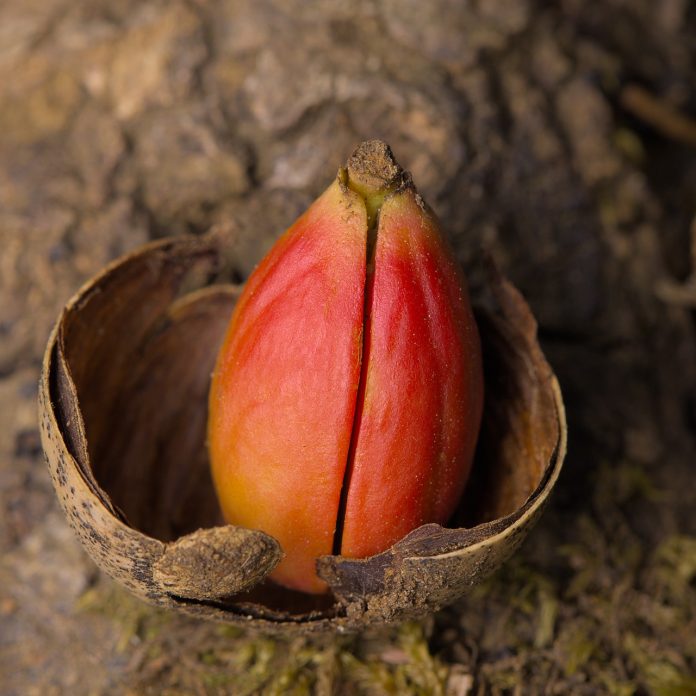 How to Find and Harvest Acorns for Acorn Flour - Pioneerthinking.com