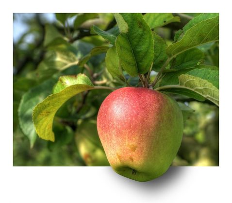 Johnny Appleseed - The Man Behind America's Favorite Fruit ...