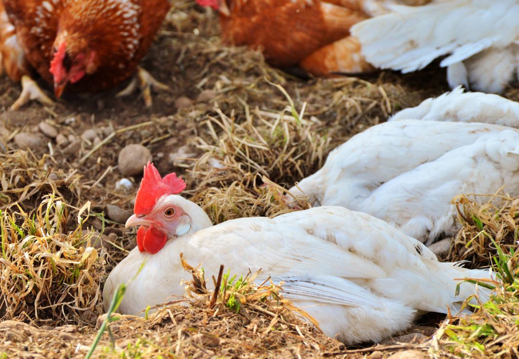 Chicken Egg Laying Problems That Commonly Occur - Pioneerthinking.com