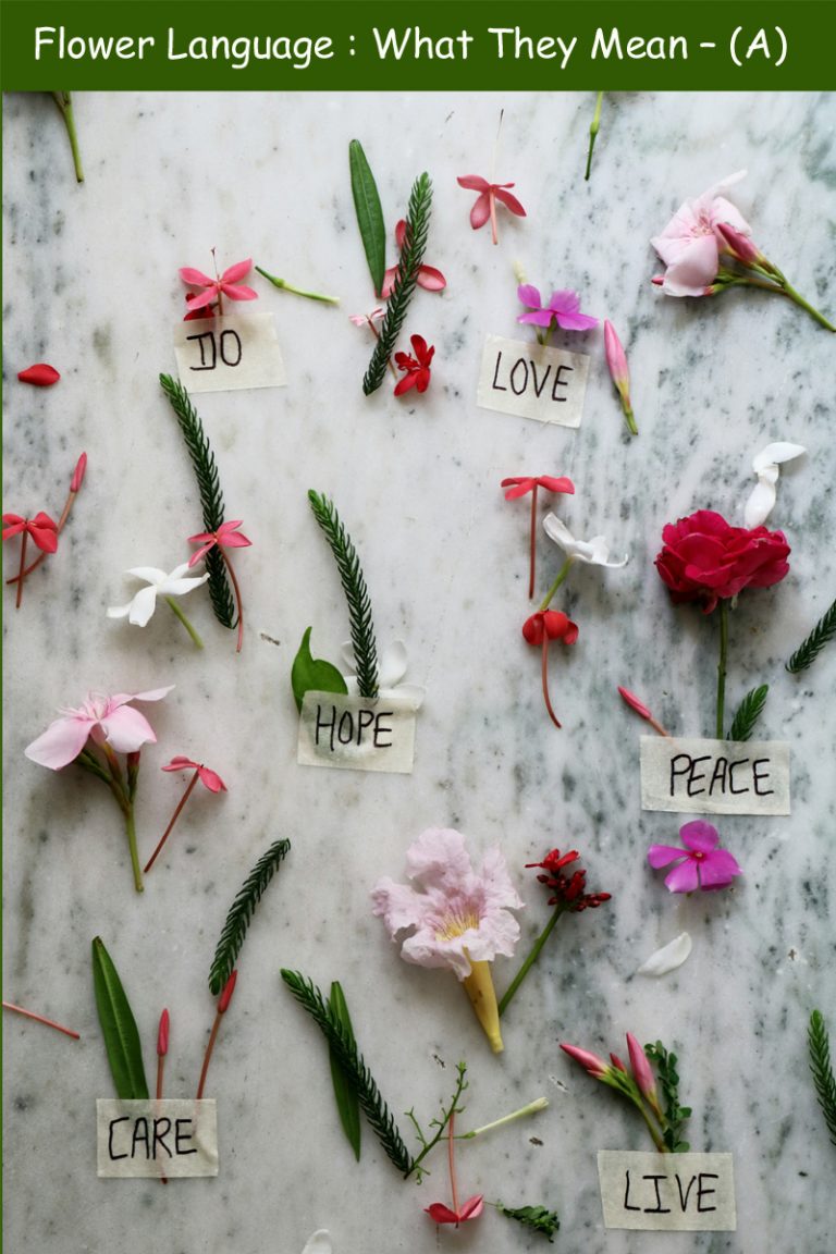 The Language of Flowers: What They Mean (A) - Pioneerthinking.com
