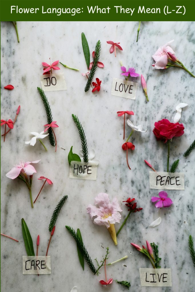The Language of Flowers: What They Mean (L-Z) - Pioneerthinking.com