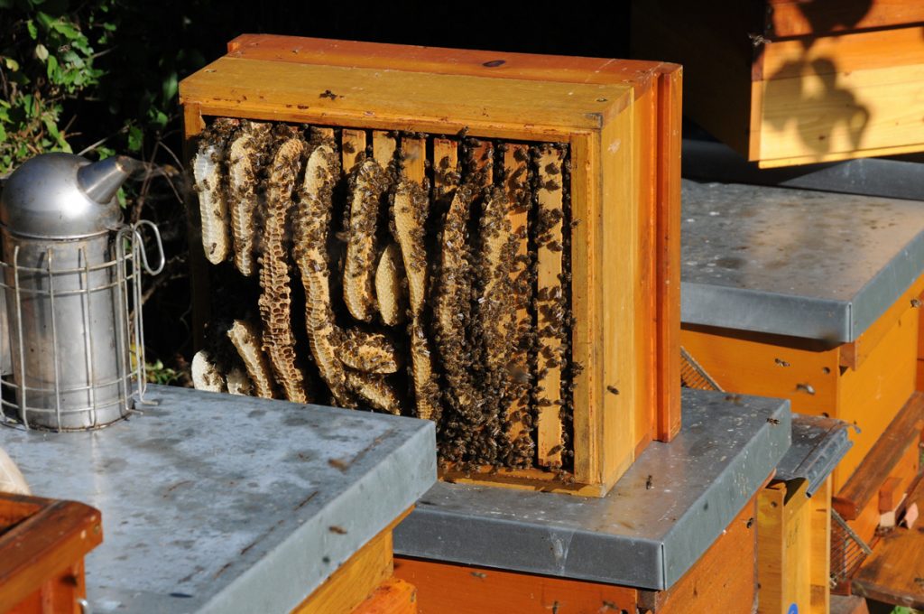 Bee Hive Construction – Assembling Supers and Frames - Pioneerthinking.com