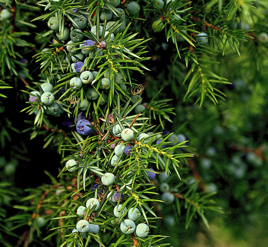 Common Juniper Tree History and Facts - Pioneerthinking.com