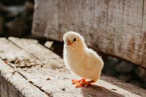 The Care and Handling of Baby Chicks - Pioneerthinking.com