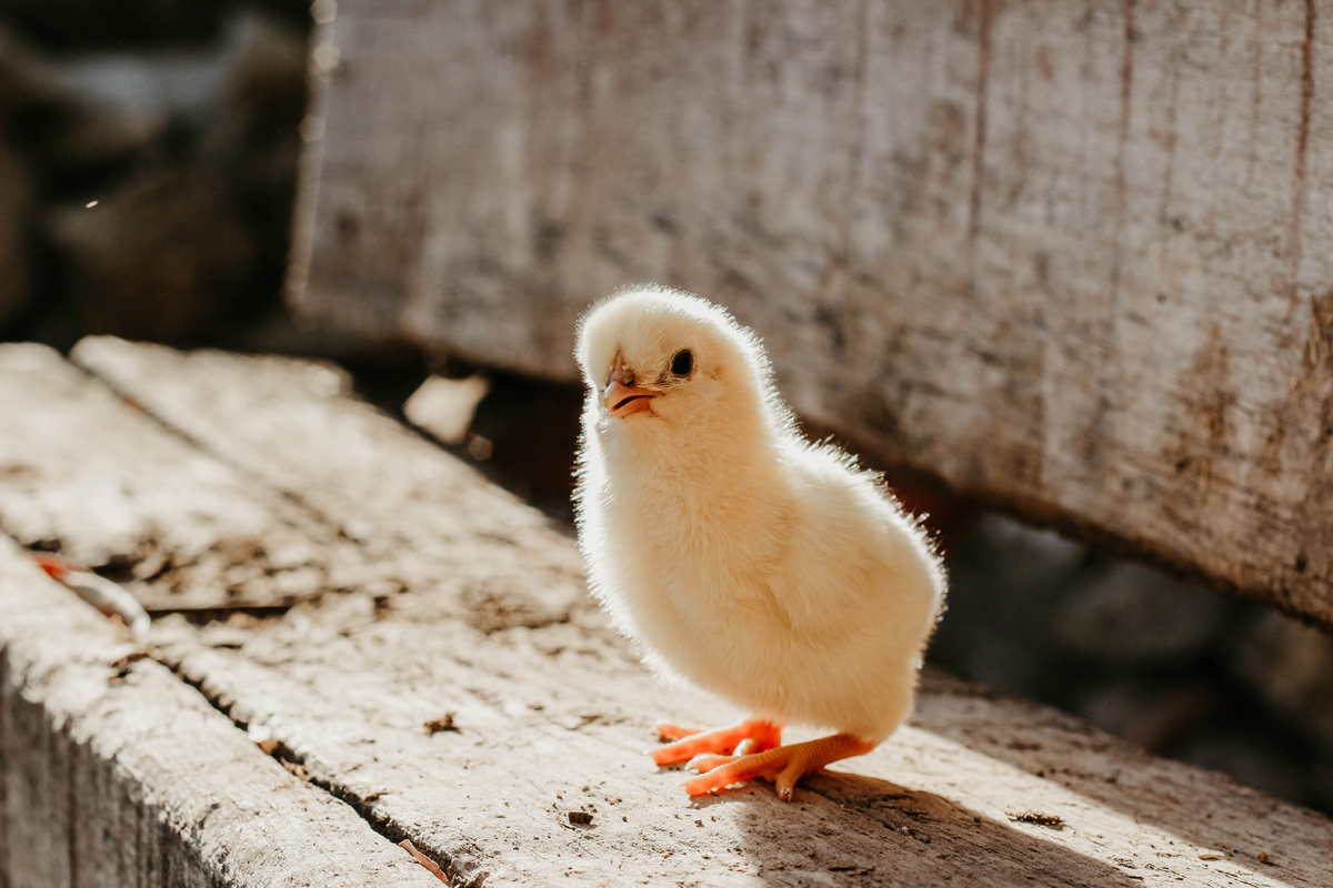 The Care and Handling of Baby Chicks - Pioneerthinking.com