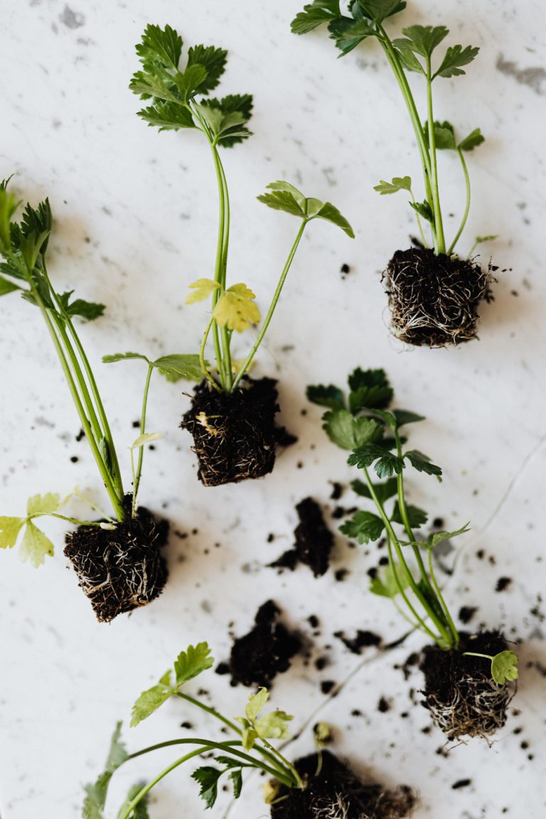10 Tips to Easily Double The Size of Your Herb Garden - Pioneerthinking.com