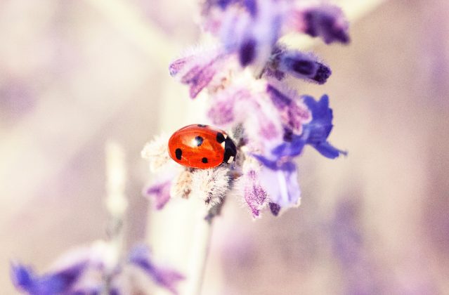 Safe Slug Removal - Pioneerthinking.com