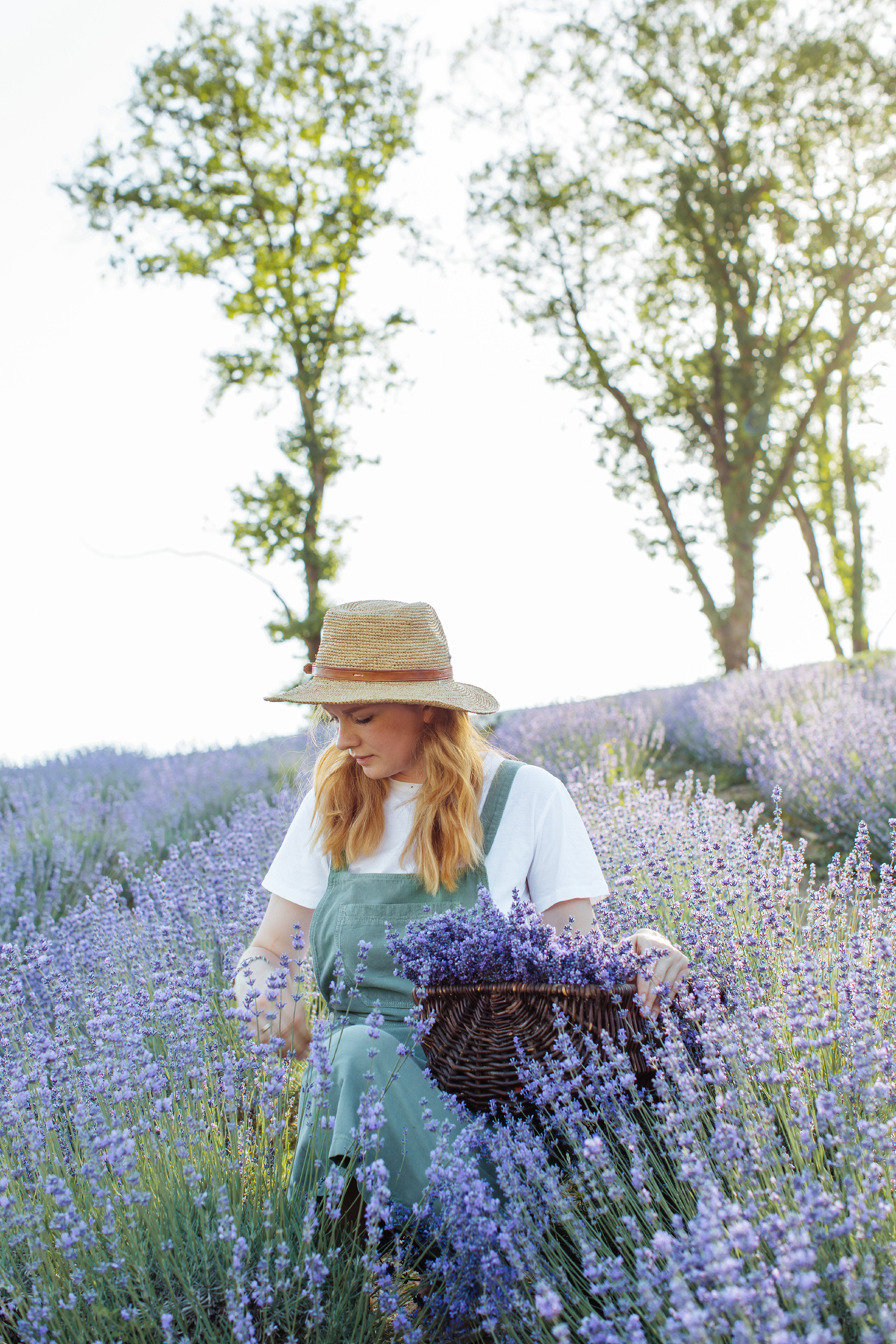The Lavender Lady - Pioneerthinking.com