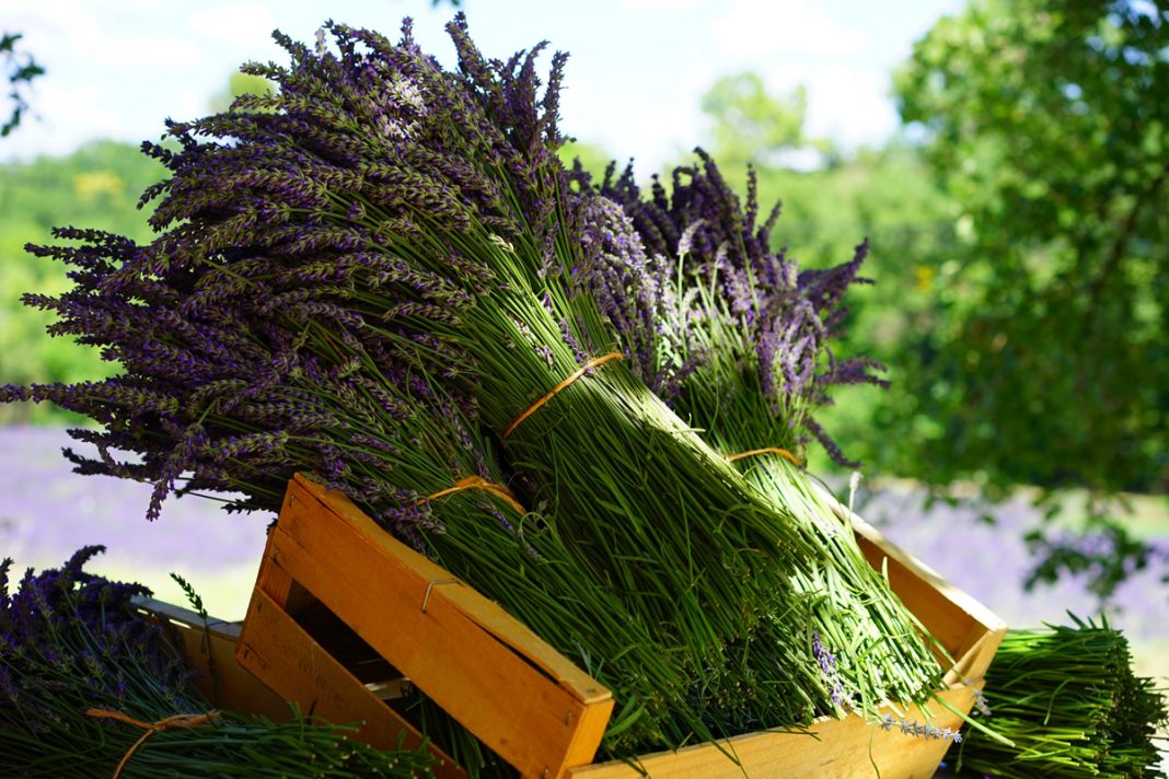 10 Most Profitable Specialty Crops to Grow - Pioneerthinking.com
