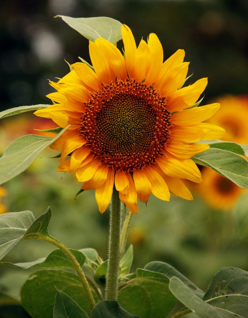 Exploring The History of Sunflowers - Pioneerthinking.com