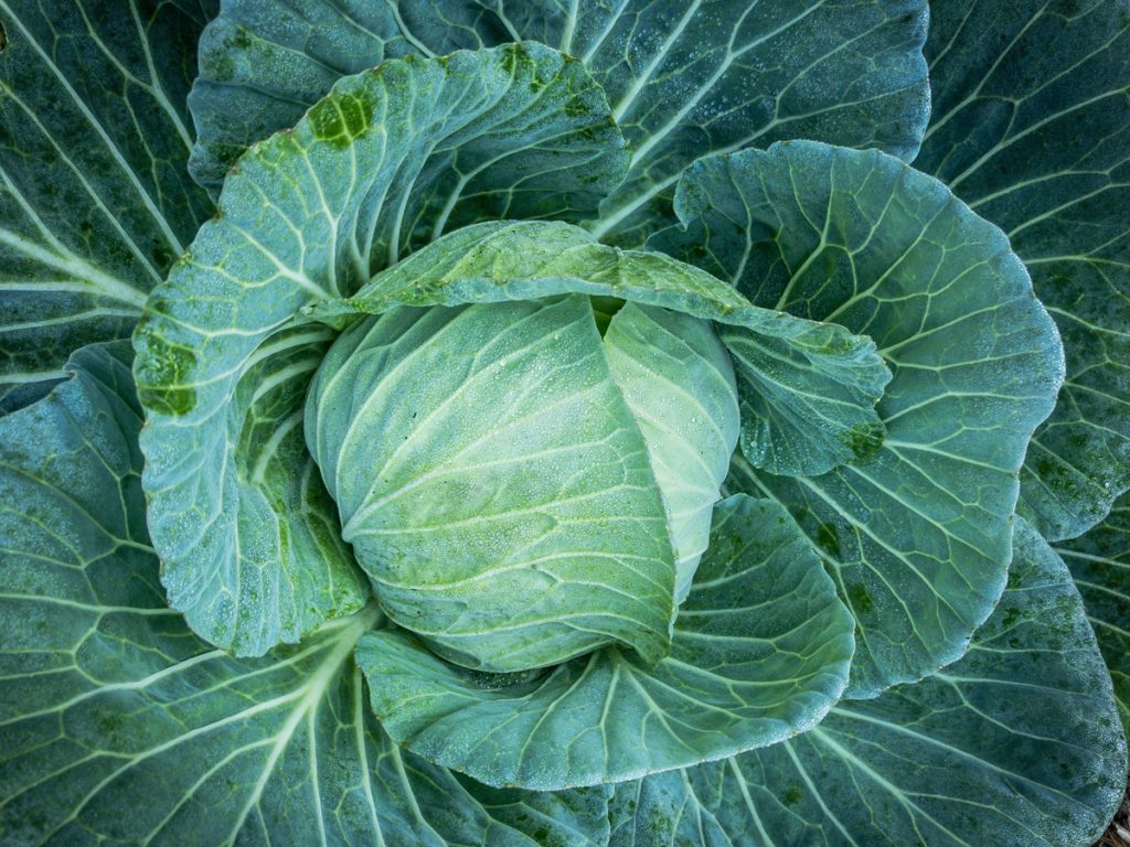 Growing Organic Cabbage - Pioneerthinking.com