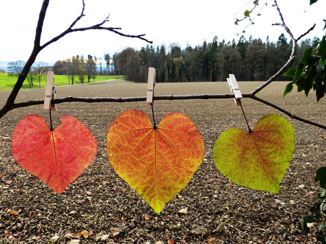 Ten Ways to Celebrate Leaf Season - Pioneerthinking.com