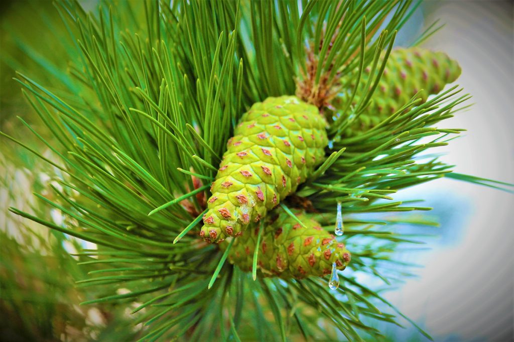 History of Pine Trees - Pioneerthinking.com