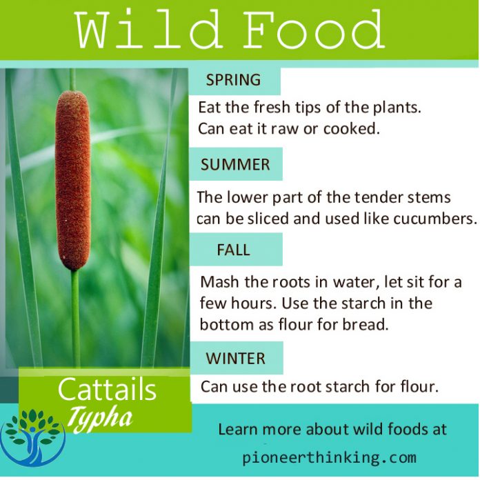 Food and Water Preps: Cattails - Pioneerthinking.com
