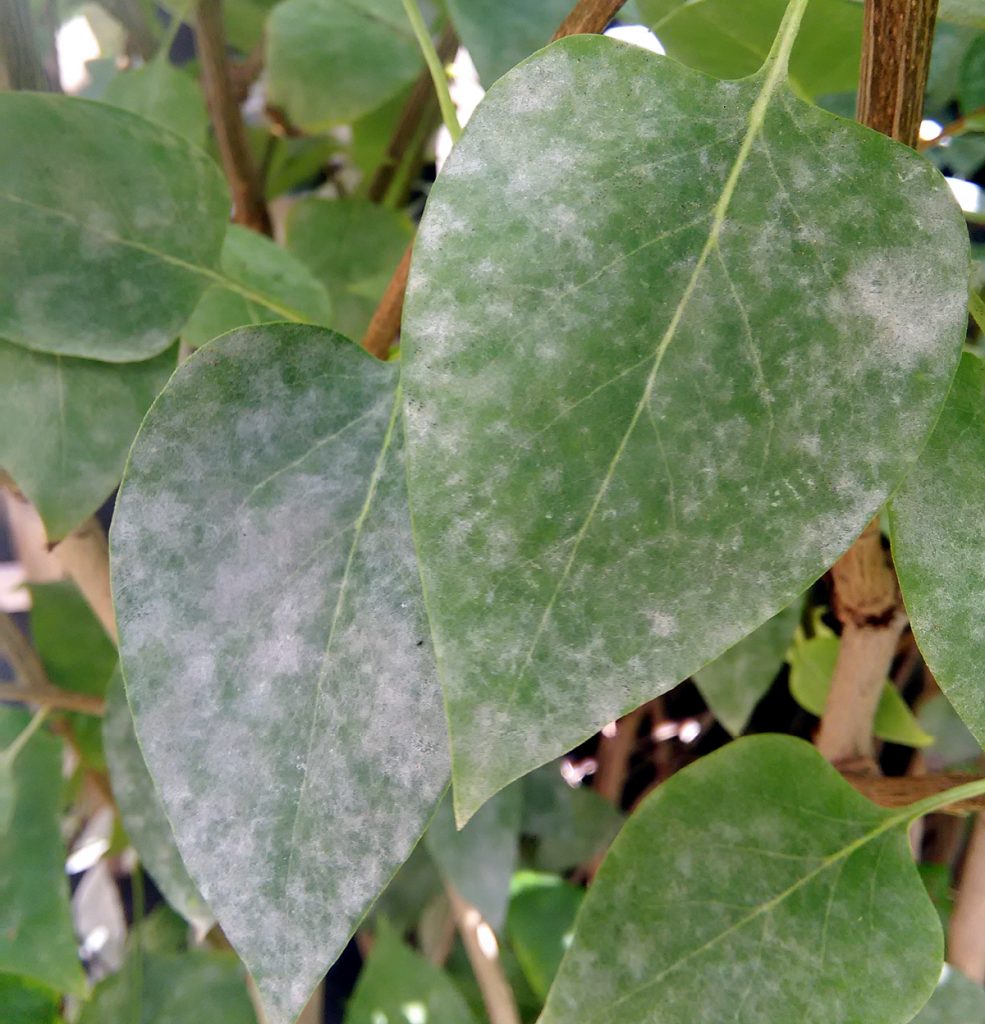 Got Mildew? Get Milk! - Pioneerthinking.com