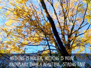 Trees: The Most Penetrating Preachers - Hermann Hesse - Pioneerthinking.com