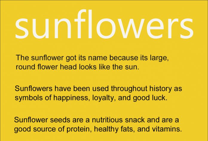 Exploring The History of Sunflowers - Pioneerthinking.com