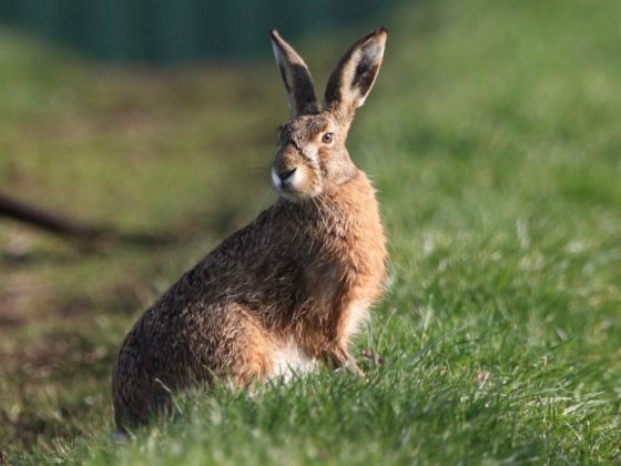 An Introduction to Rabbit Farming - Pioneerthinking.com