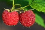 History of Raspberry Plants - Pioneerthinking.com