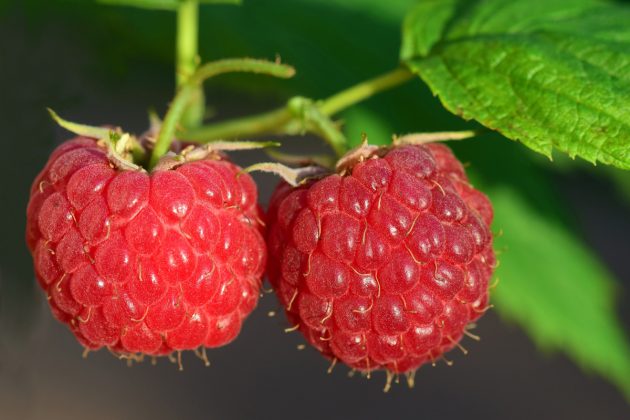 History of Raspberry Plants - Pioneerthinking.com
