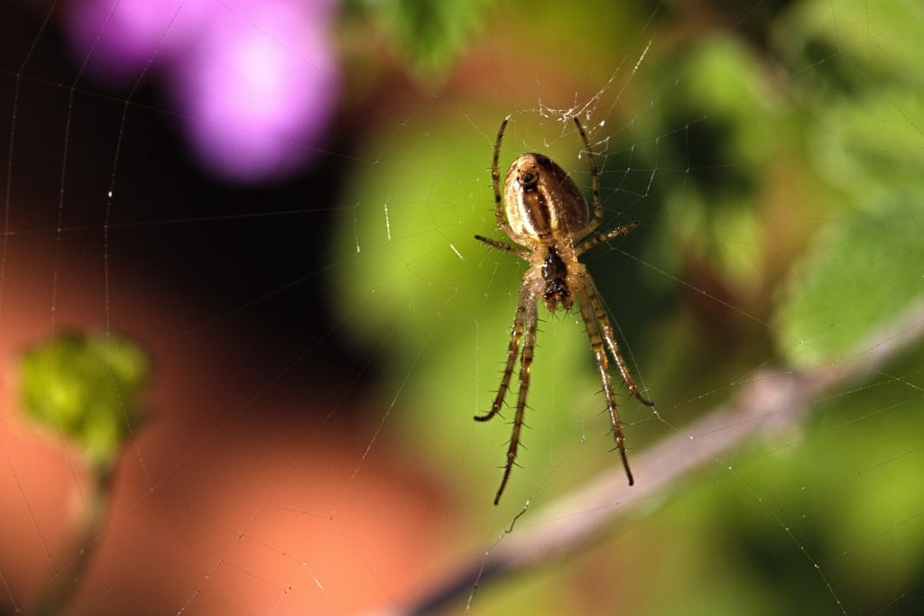 Red Spider Mites Can Be a Problem with Tomatoes, Capsicums and Potatoes ...