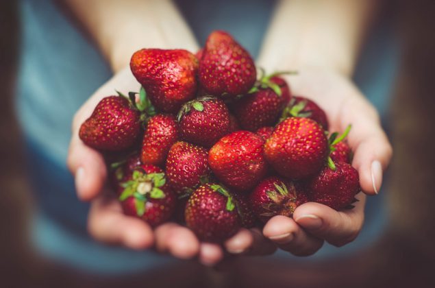 History of The Strawberry and The Strawberry Tree - Pioneerthinking.com