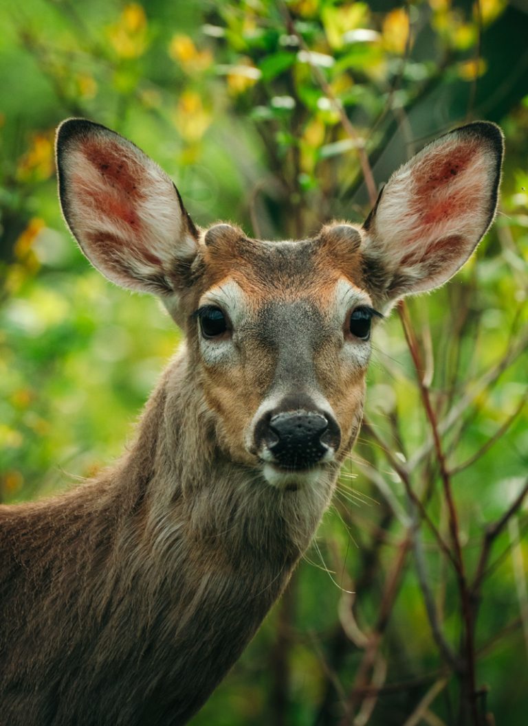 North American Deer Species - Pioneerthinking.com