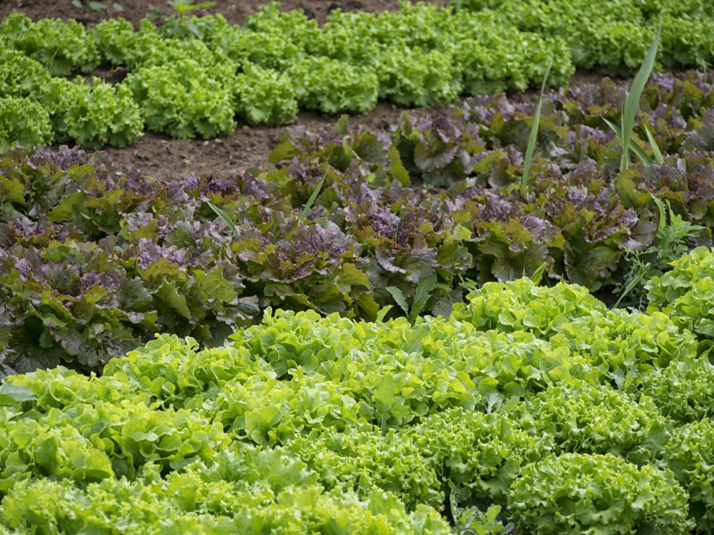 Preparing a Vegetable Plot - Pioneerthinking.com