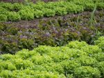 Preparing a Vegetable Plot - Pioneerthinking.com